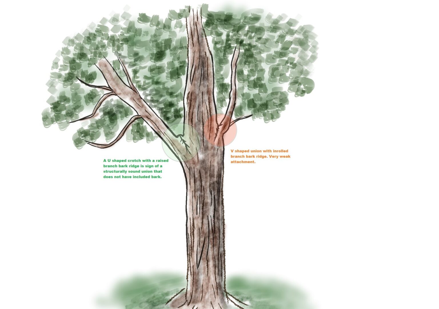 Uso de comparación o símil en español: ejemplos y definición