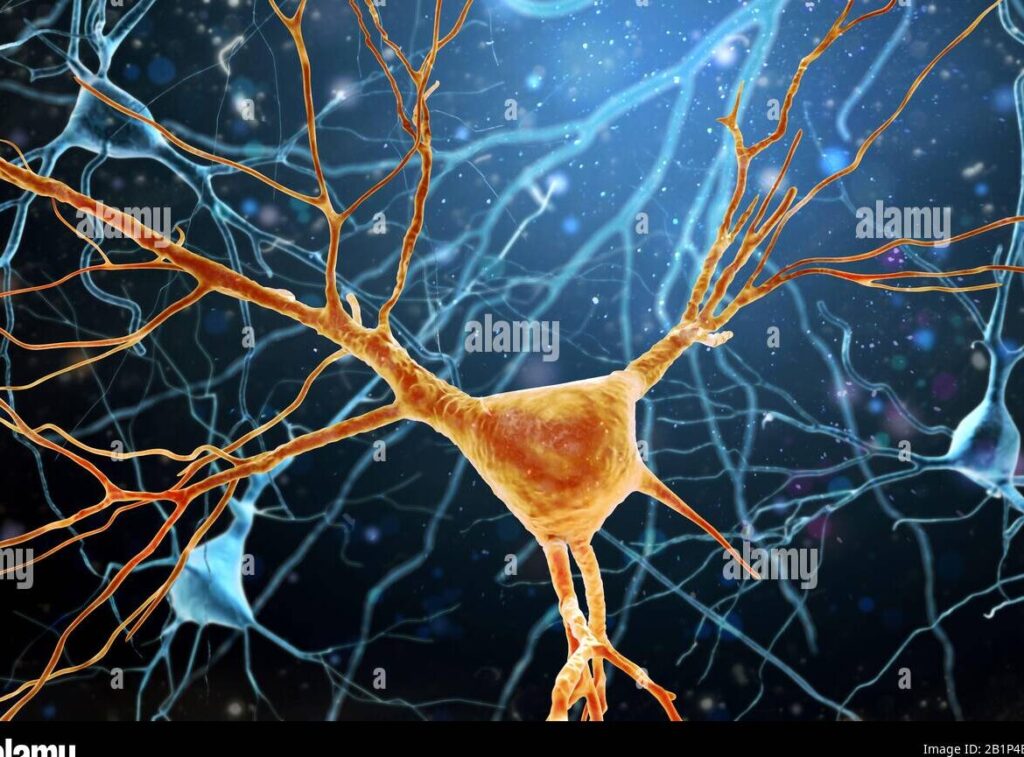 Partes de una neurona: estructura y funciones de sus componentes